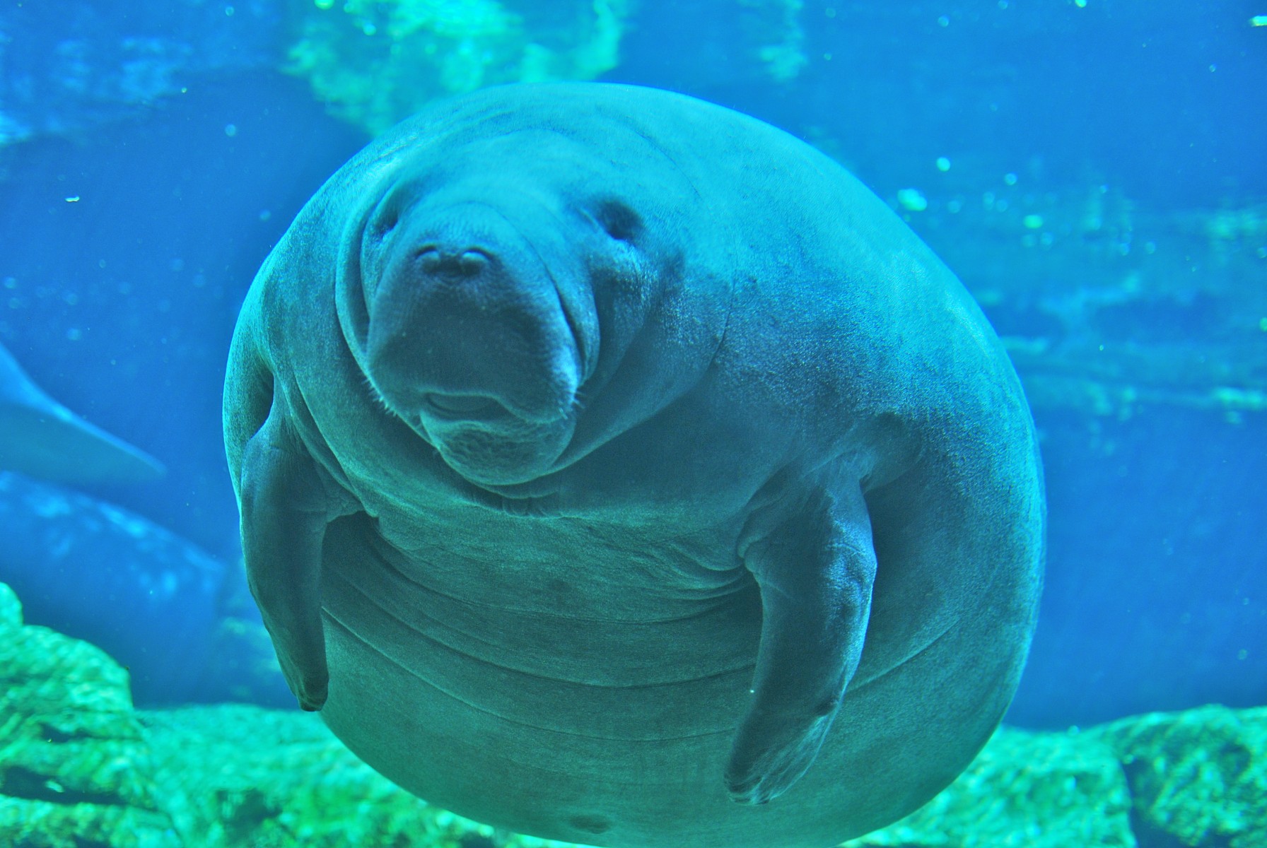 Pioneering Bright Light Research Reveals Bone Density Of Sea Cows For Pioneering Bright Light Research Reveals Bone Density Of Sea Cows For