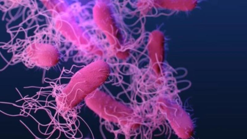 What Parents Need to Know about Salmonella