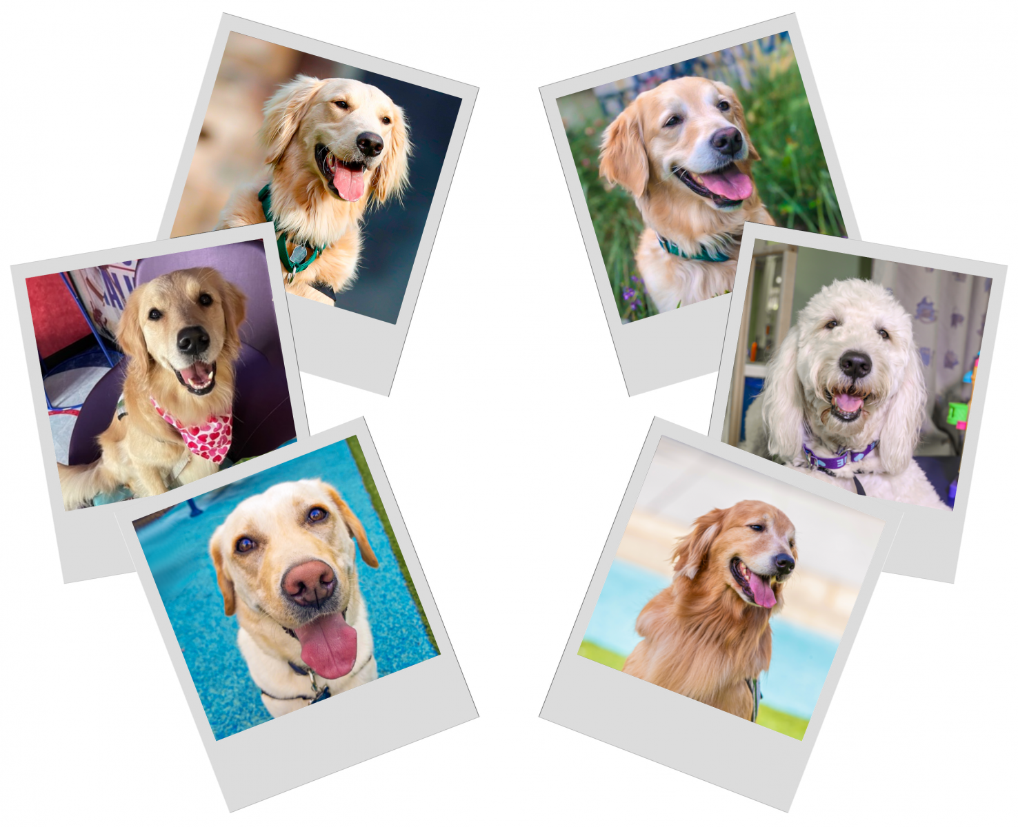 The Animal-Human Connection: How Pets Improve Our Mental Health