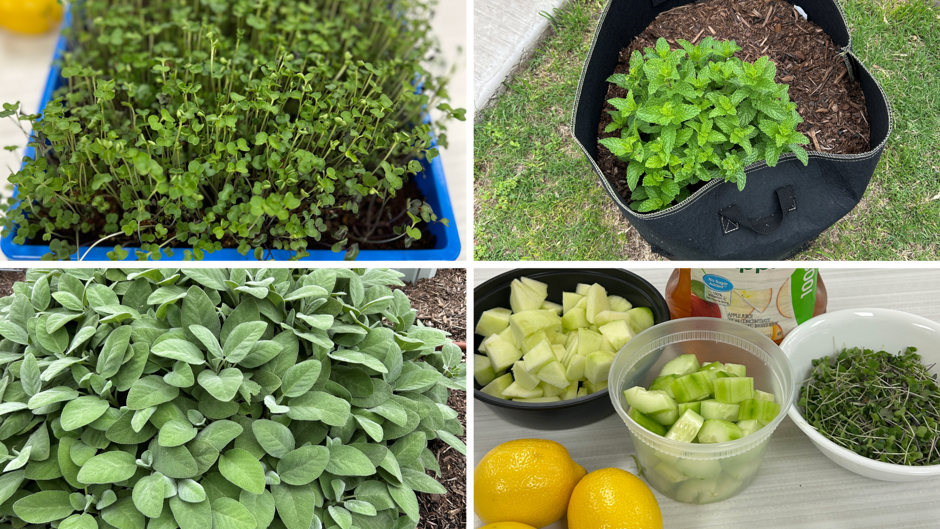 Cook Children's Supports Healthy Living at Prosper School