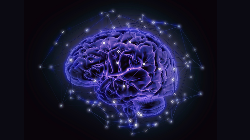 Cook Children’s Neuroscience Research Published in Brain Journal for ...