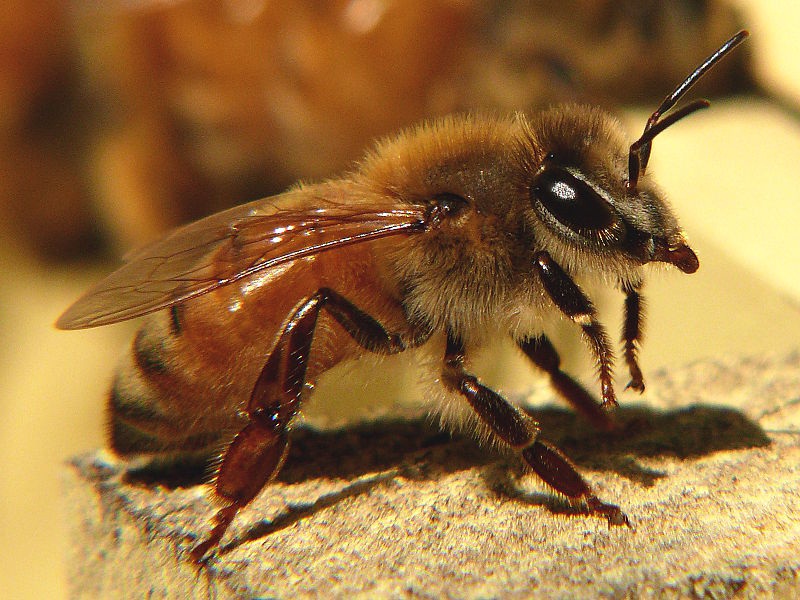 To bee or not to bee
