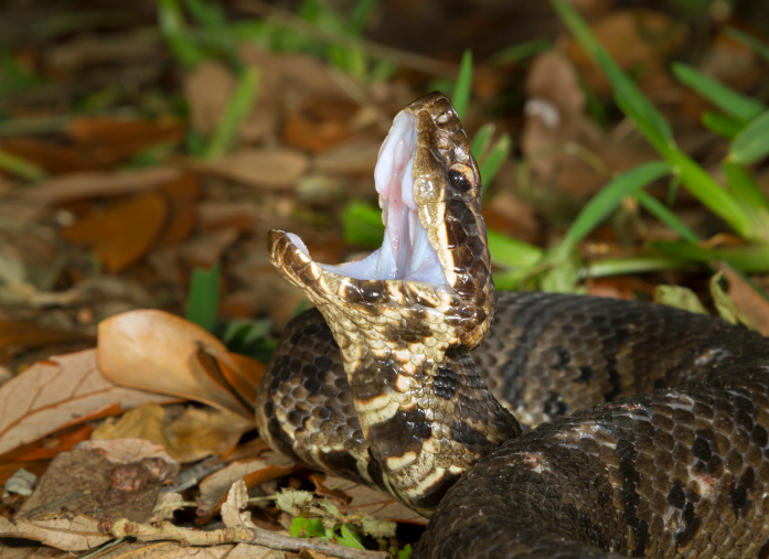 Summer Safety: Protecting Your Kids from Snakebites in Texas