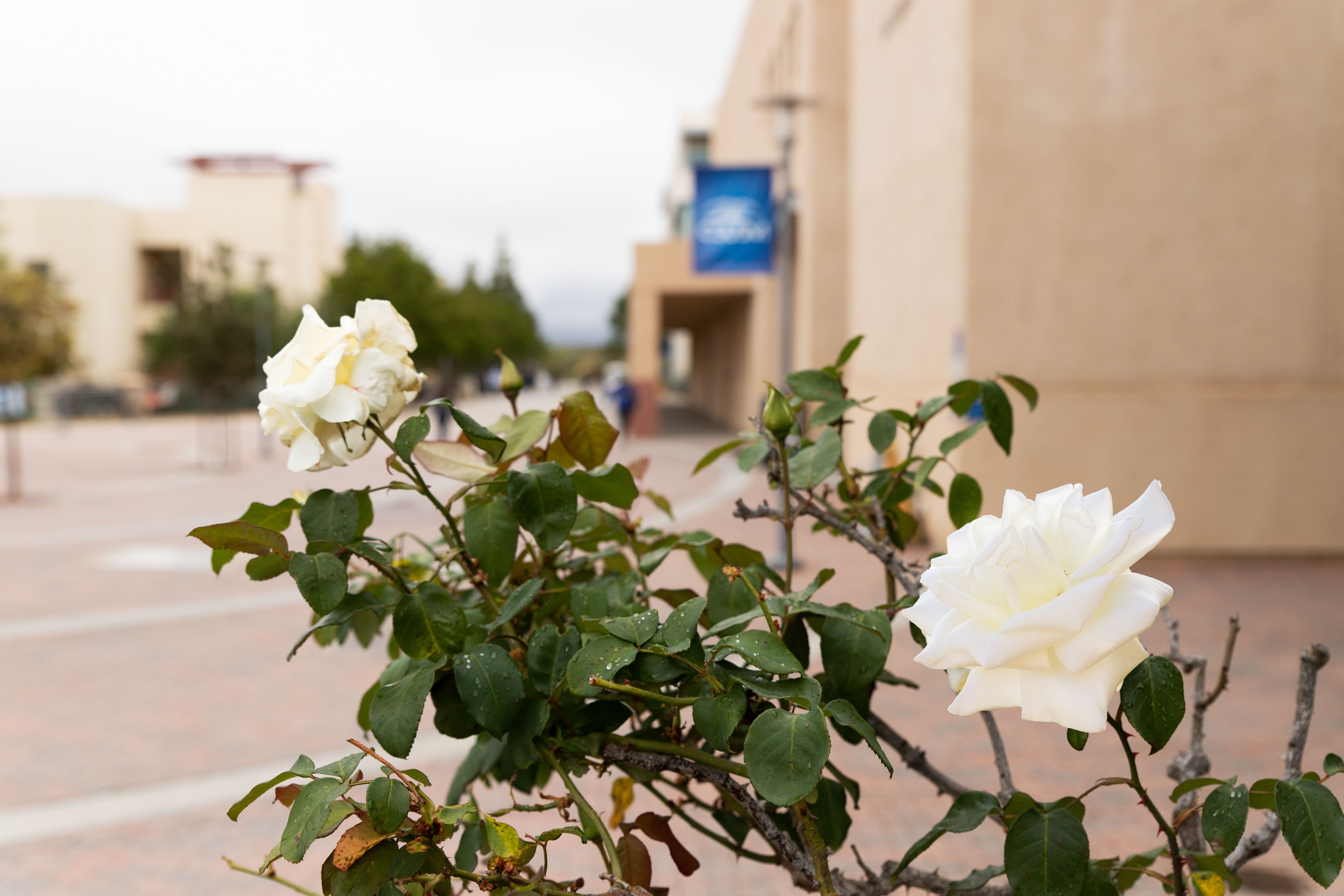 Stand in Solidarity at White Rose Memorial Rededication