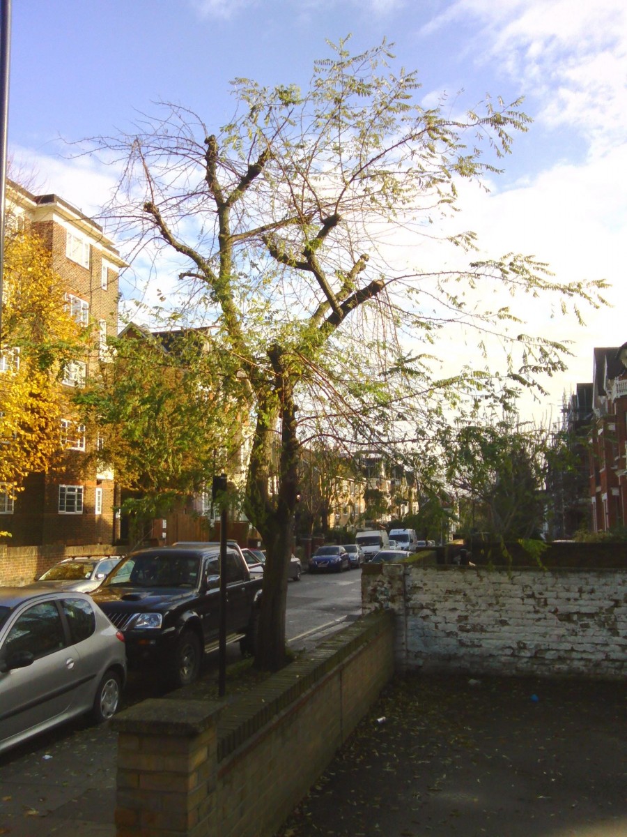Taking action to tackle tree-related subsidence