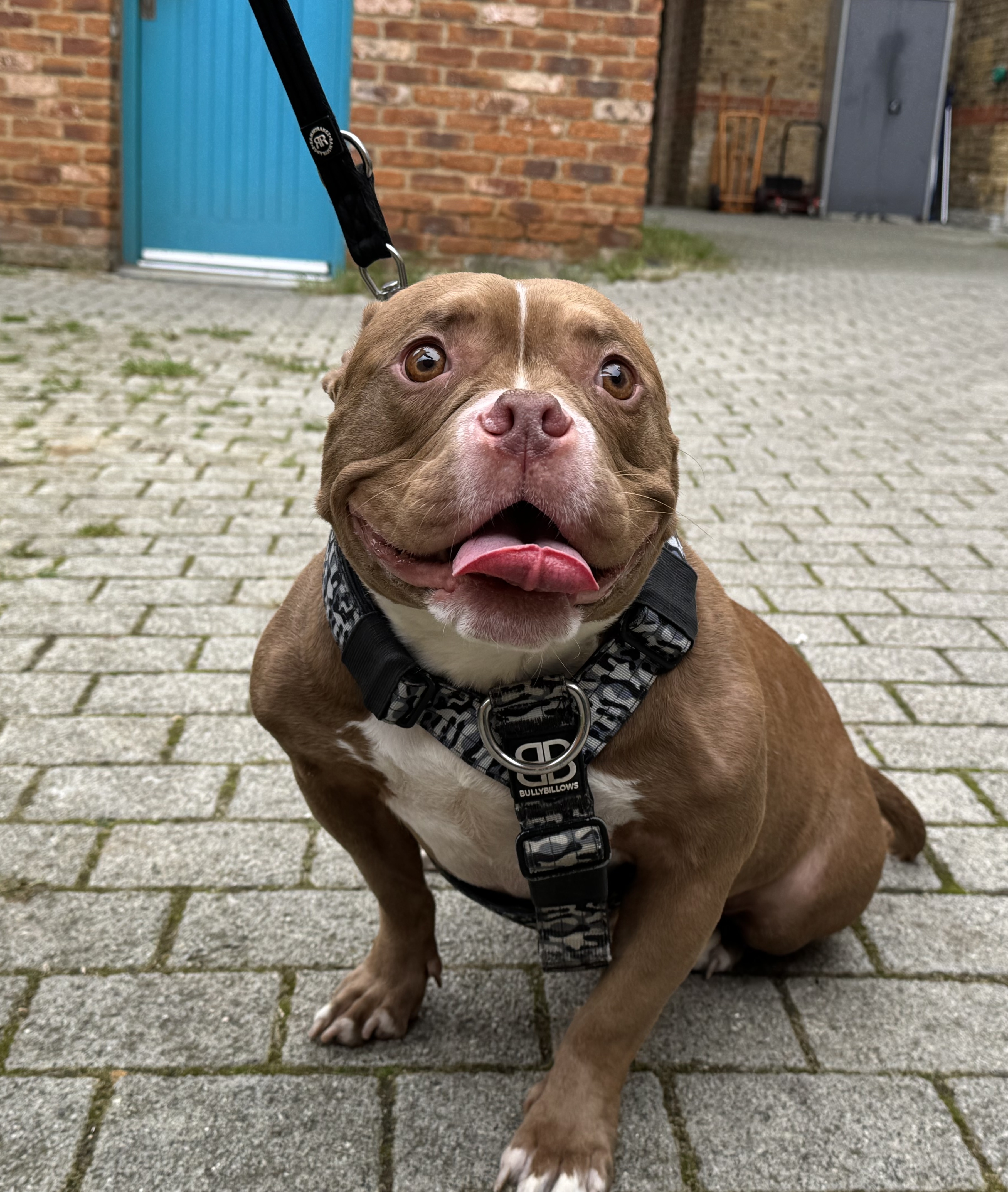 Pets welcome at Camden’s hostels for people sleeping rough