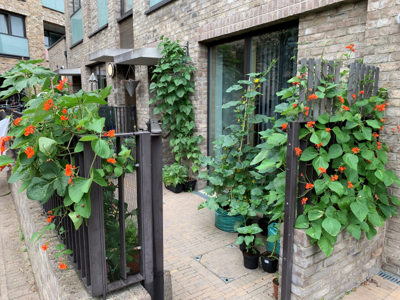 Camden in Bloom celebrates its winter winners