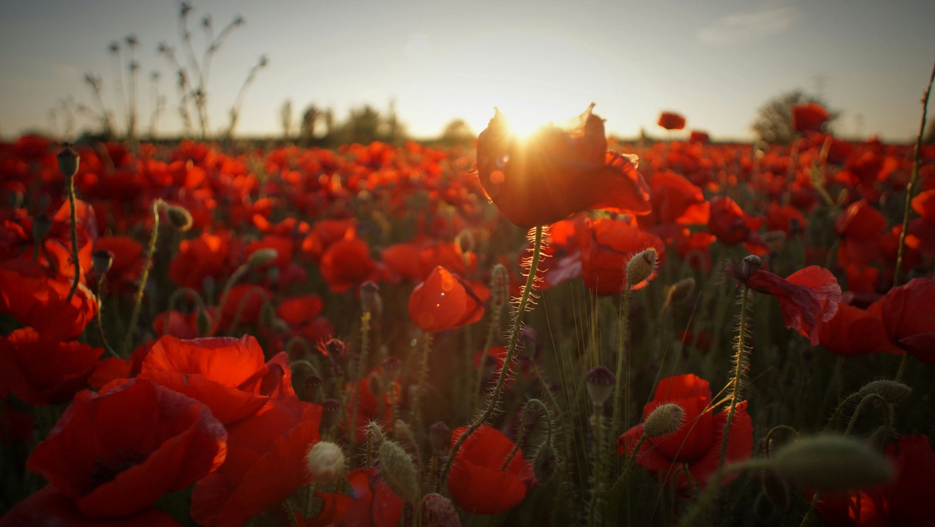 Camden commemorates Remembrance Day 2024