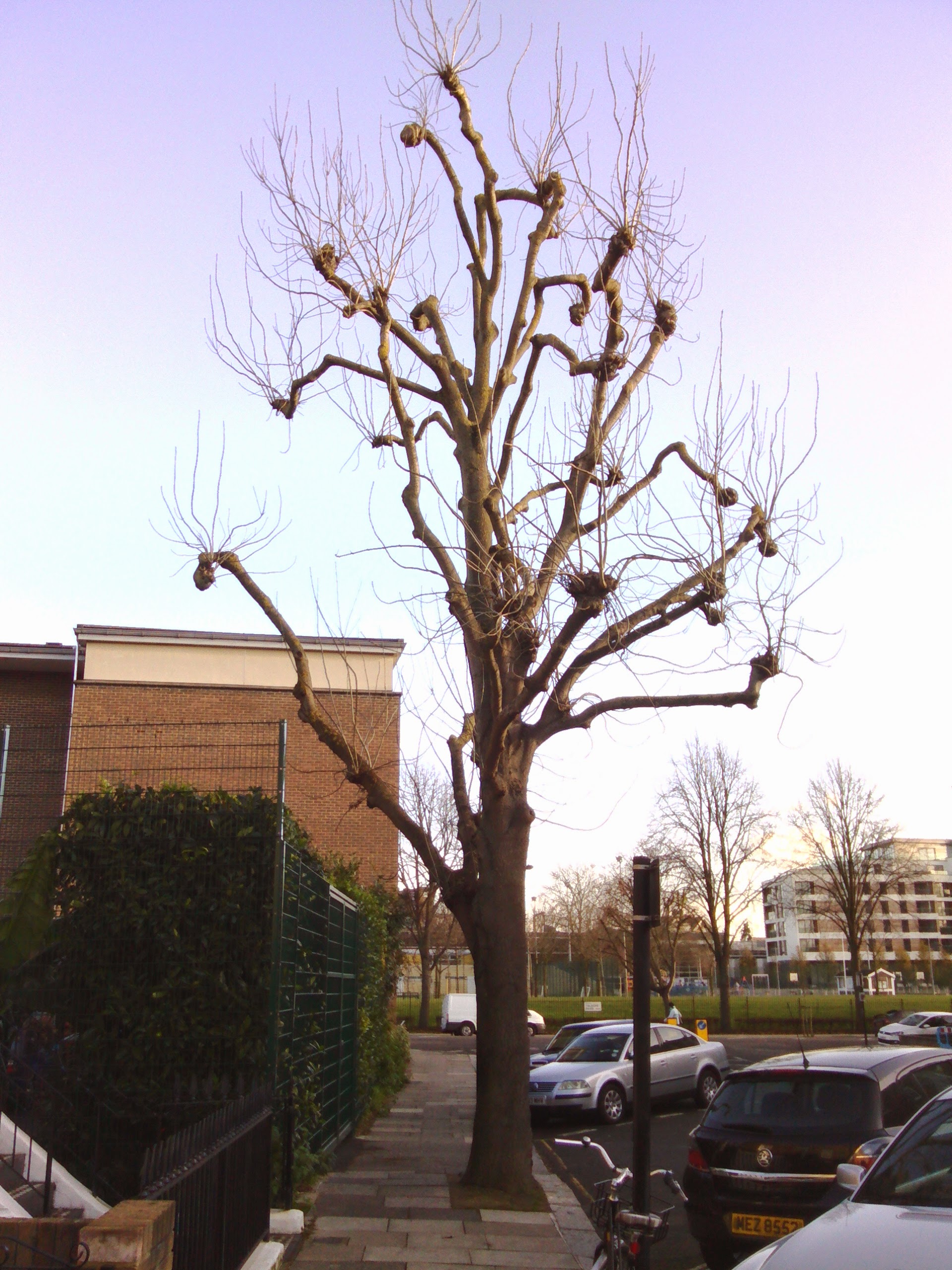 Taking action to tackle tree related subsidence in Camden
