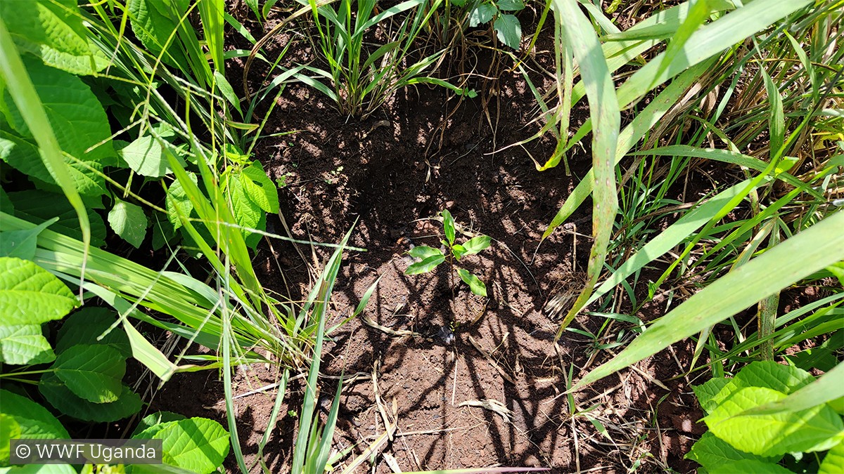 Plants and soil, Uganda