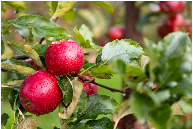 Albert Heijn breidt SPRANK-appel verder uit