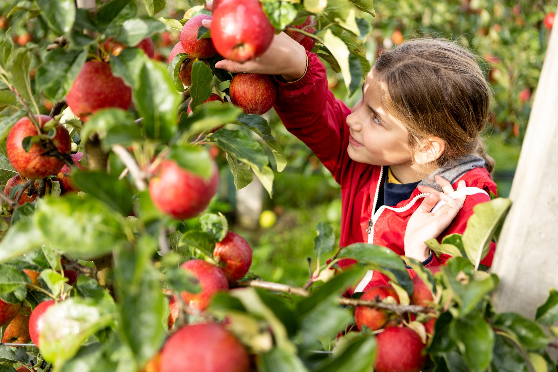 AH Appelplukdag groot succes