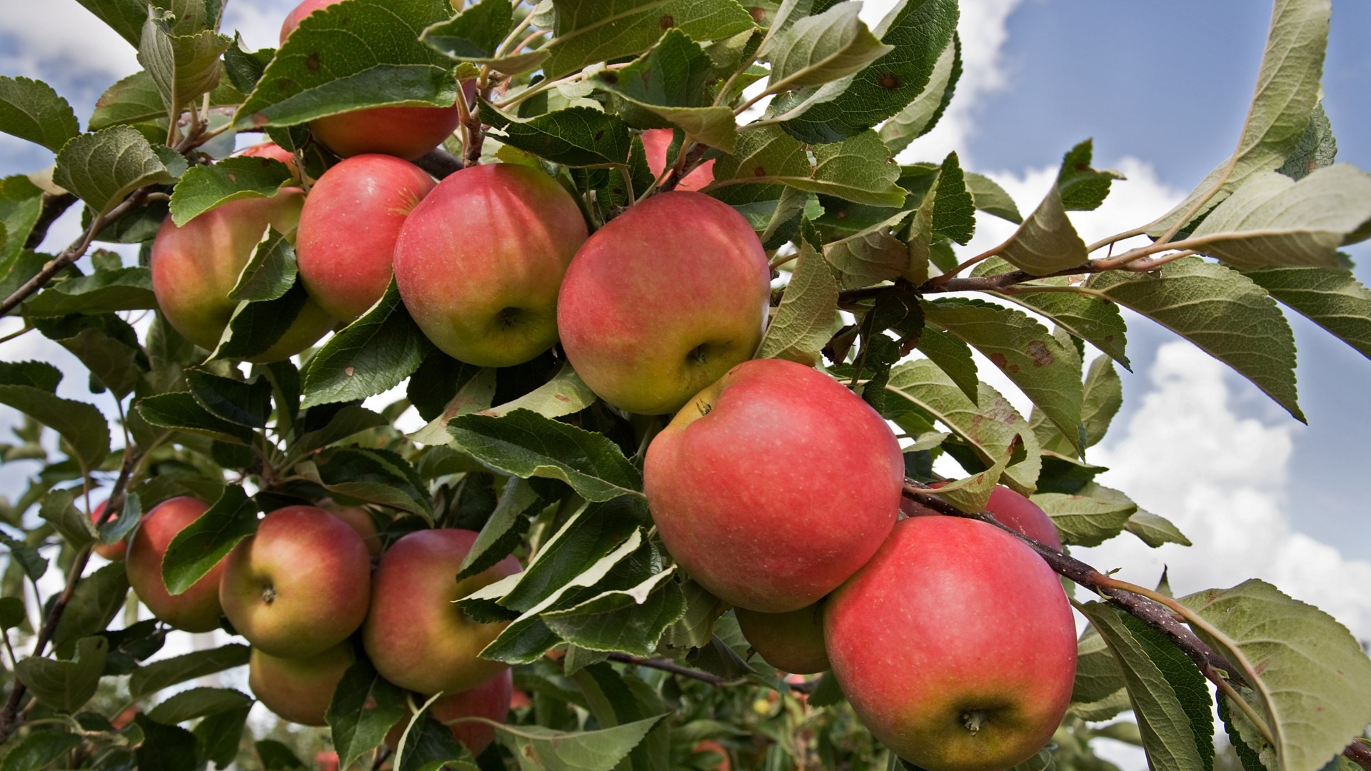 Albert Heijn eerste supermarkt met nieuwe Nederlandse oogst Elstar