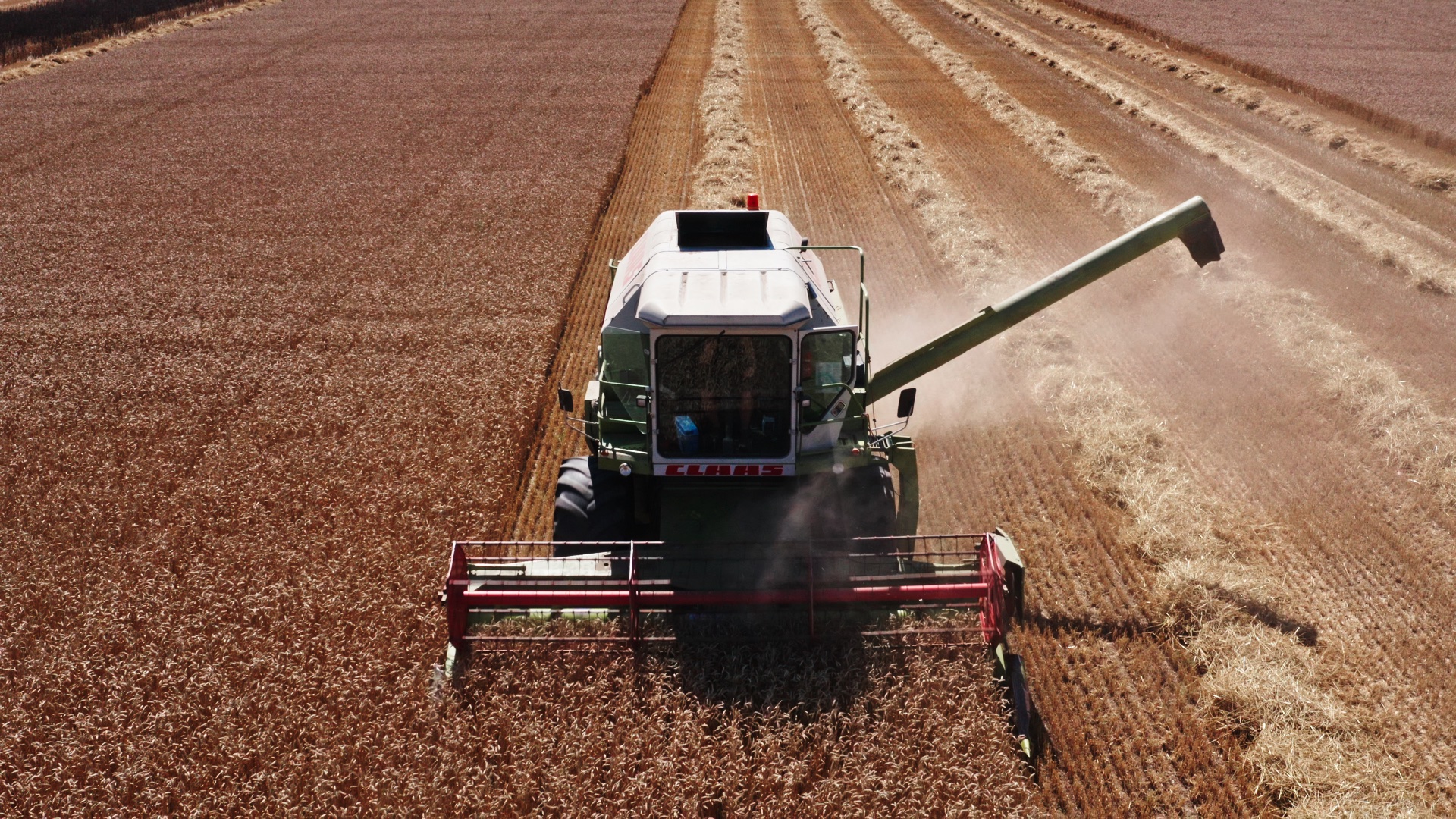 Albert Heijn zet volgende stap in broodassortiment met tarwe uit Nederland