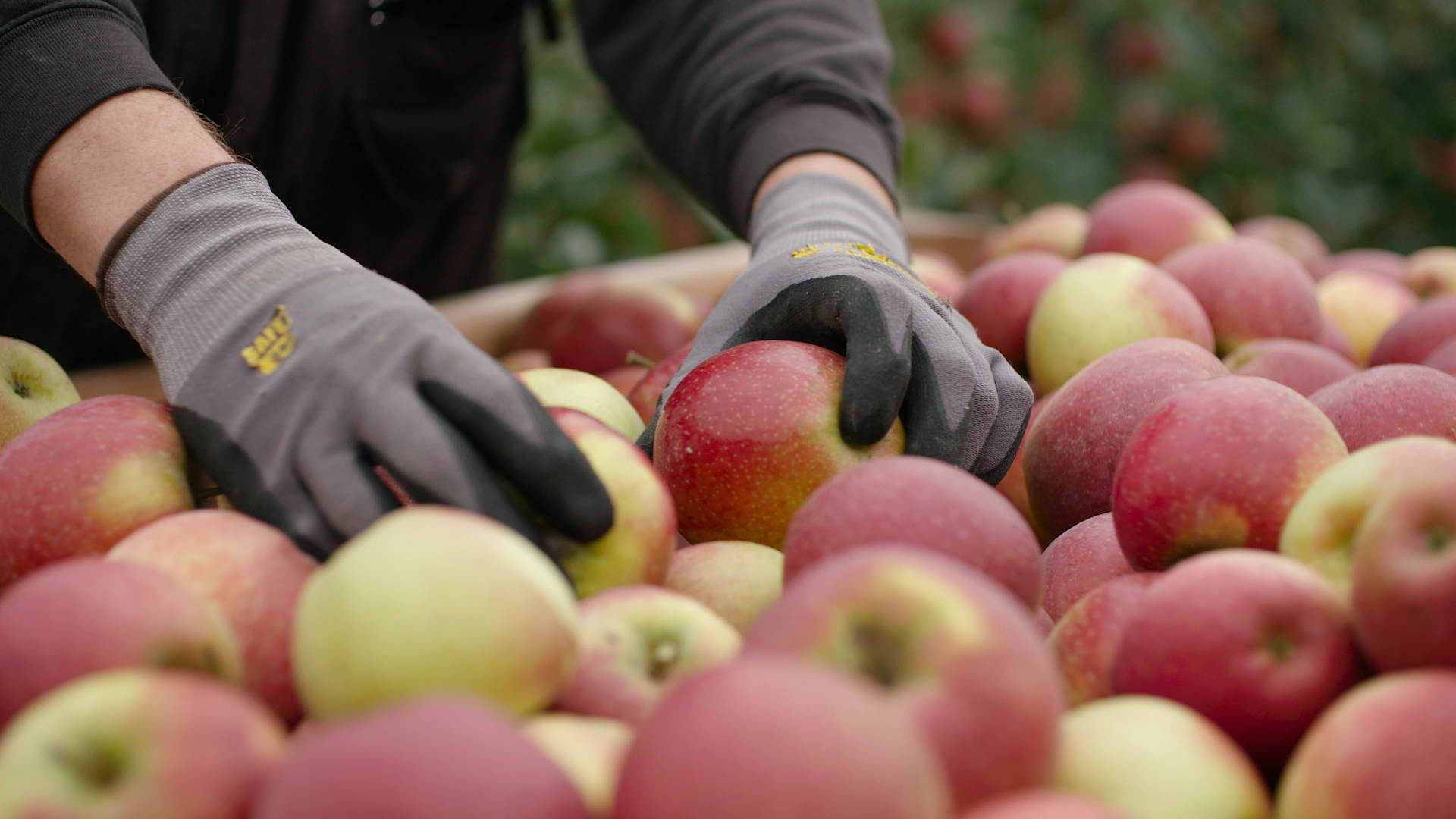 Albert Heijn introduceert nieuwe appel in Nederland