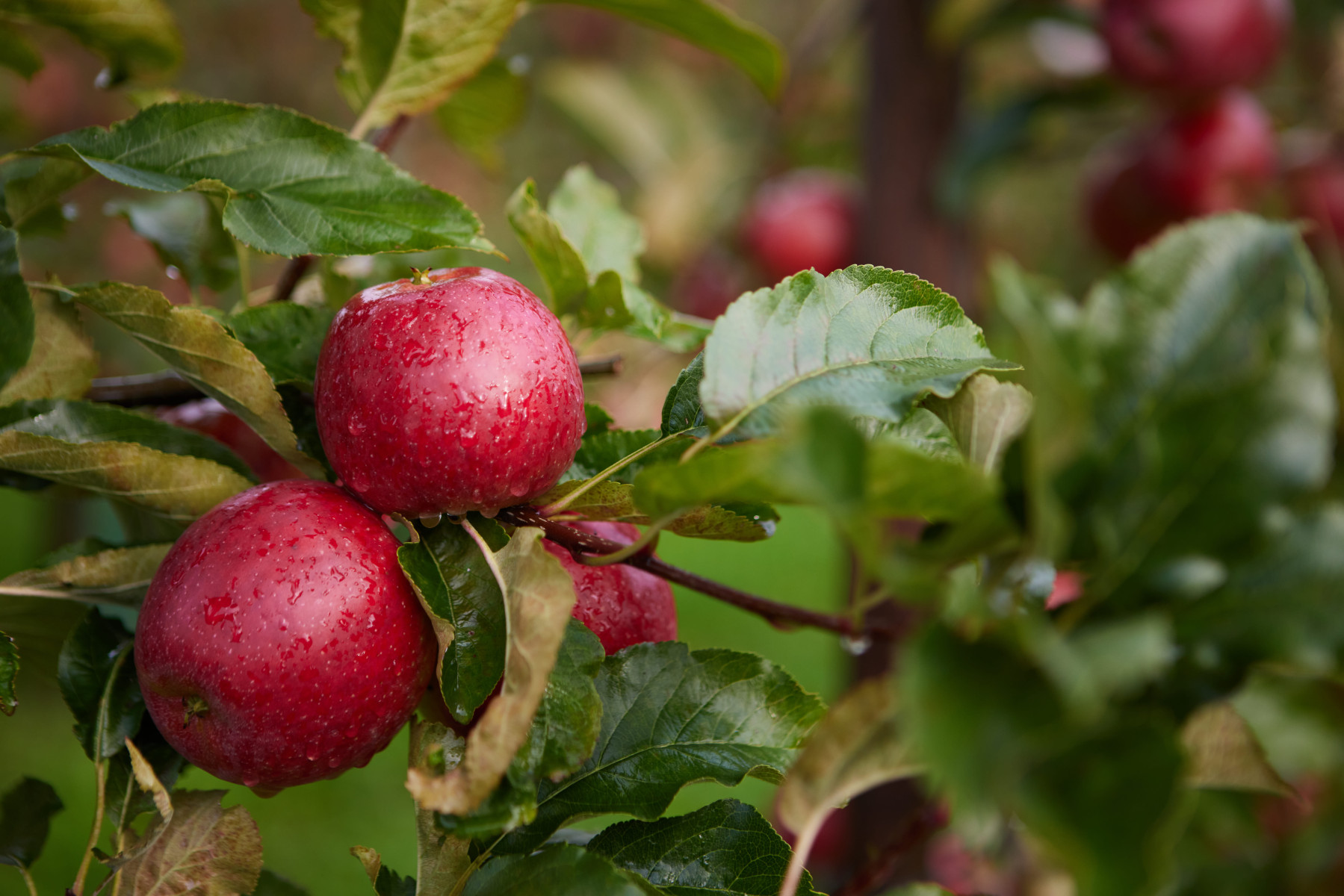 SPRANK appels geplukt tijdens Albert Heijn Plukdag