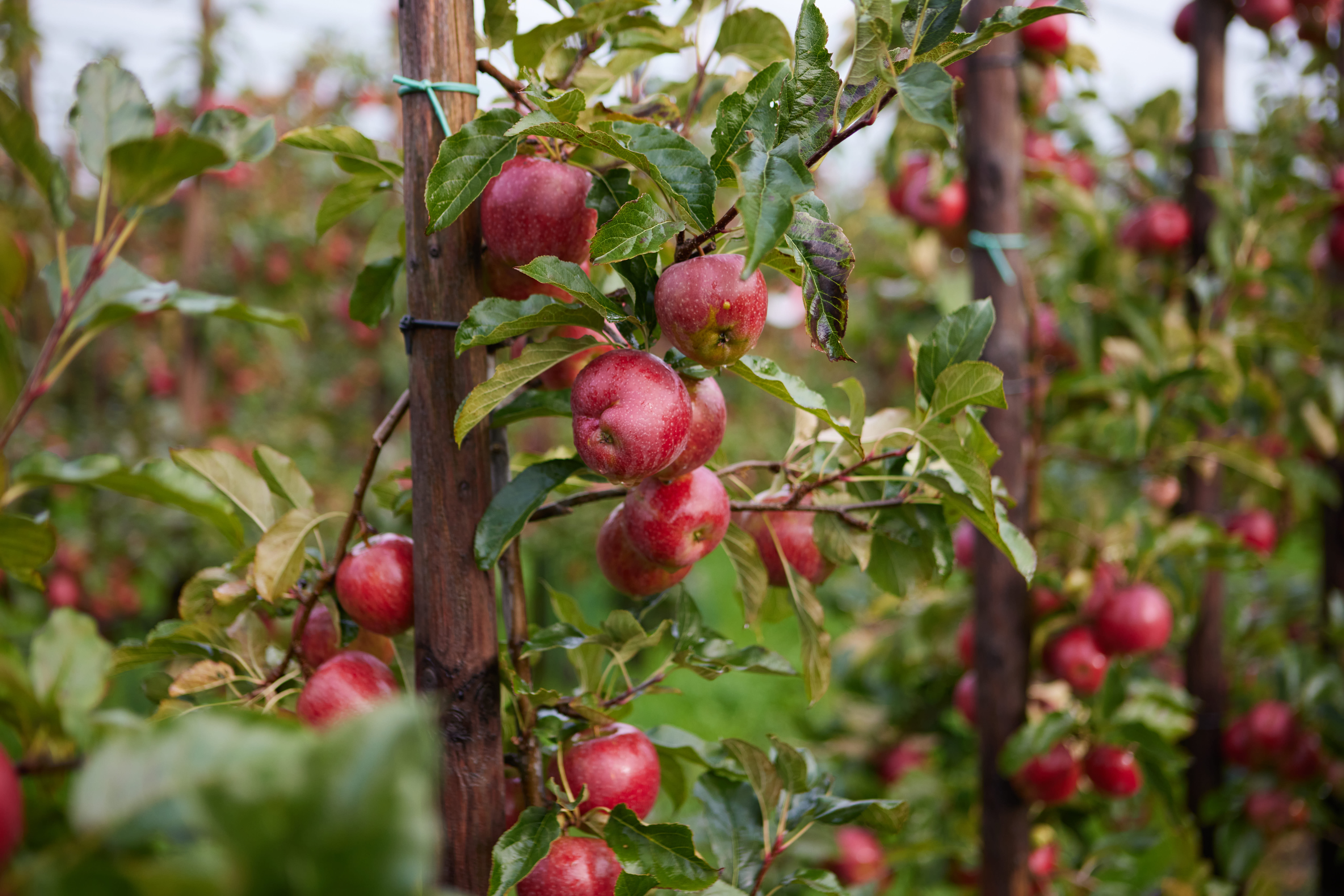 SPRANK appels geplukt tijdens Albert Heijn Plukdag