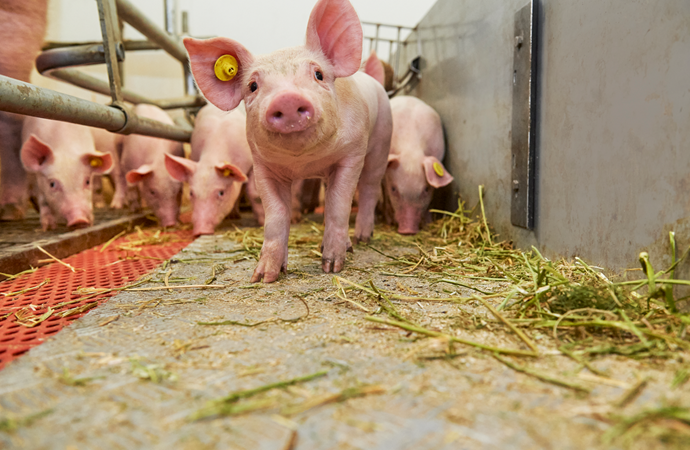 Albert Heijn investeert in de toekomst van de eigen varkensketen en ...