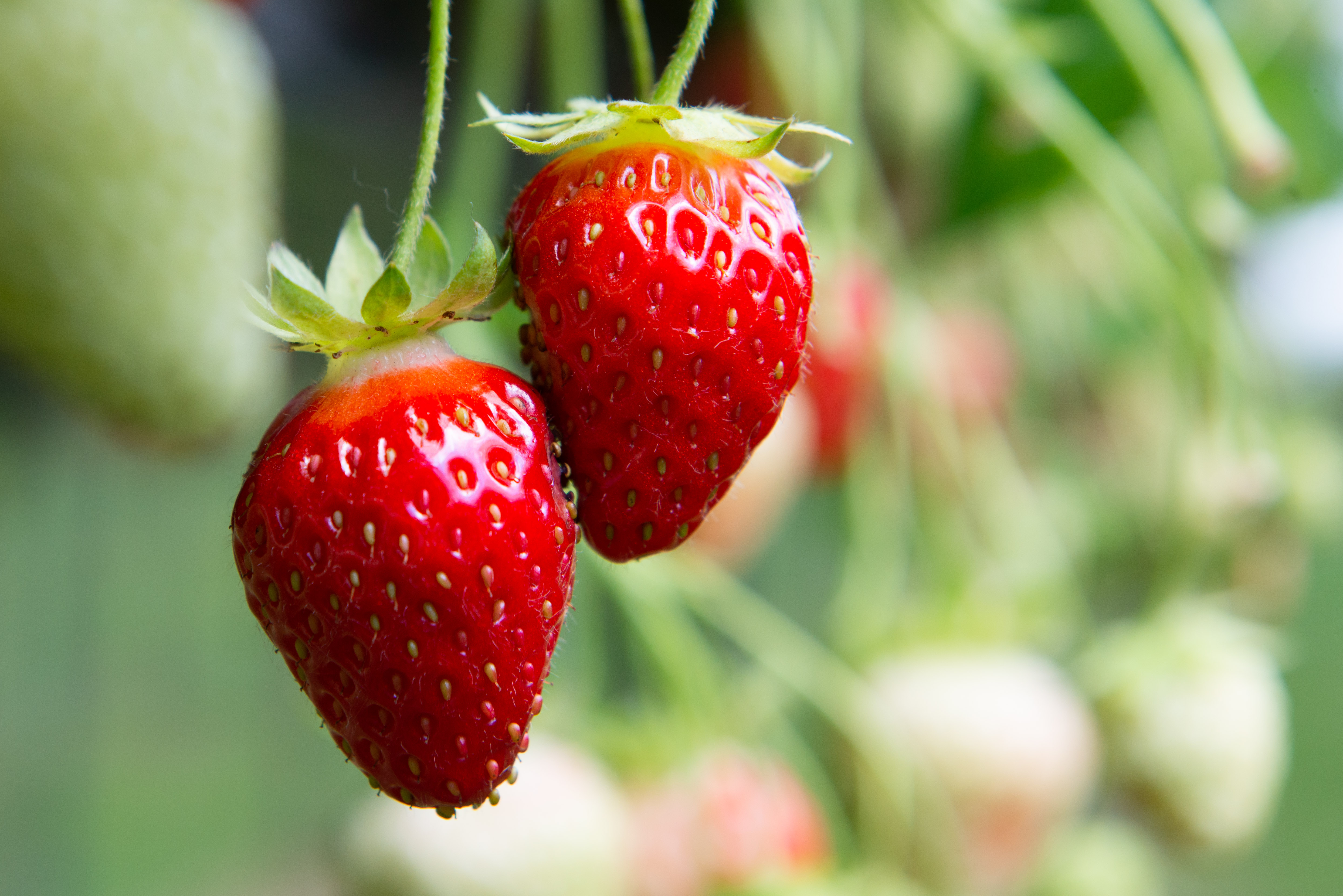 AI-technologie in aardbeiketen Albert Heijn zorgt voor minder ...