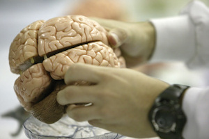 Computer model explains how animals select actions with rewarding outcomes