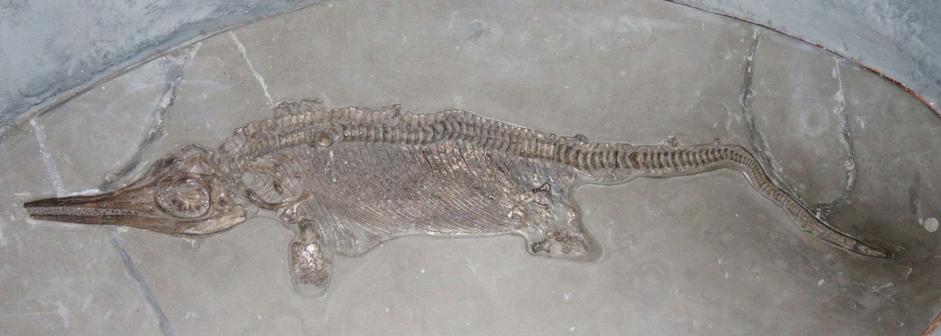 Secrets of 195-million-year old marine reptile uncovered