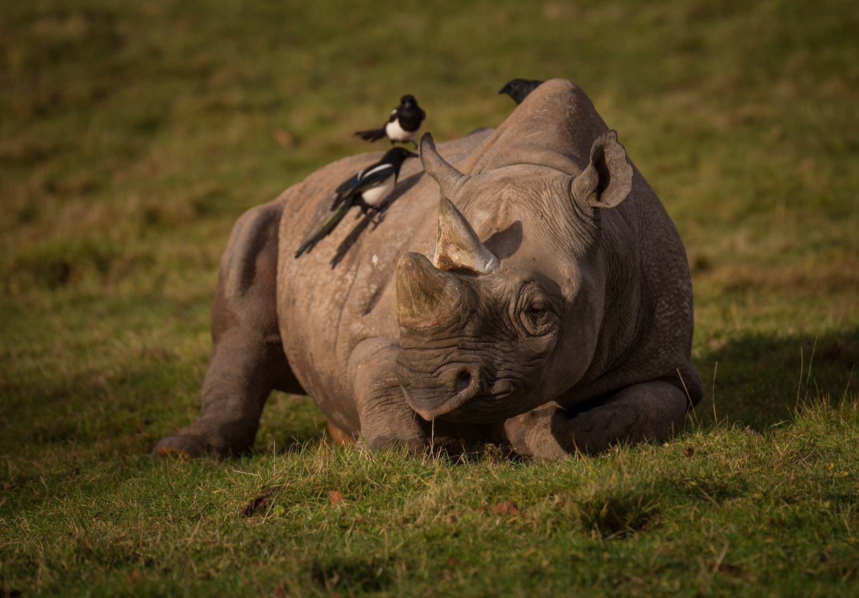 University and Chester Zoo join forces to fight global extinction of ...