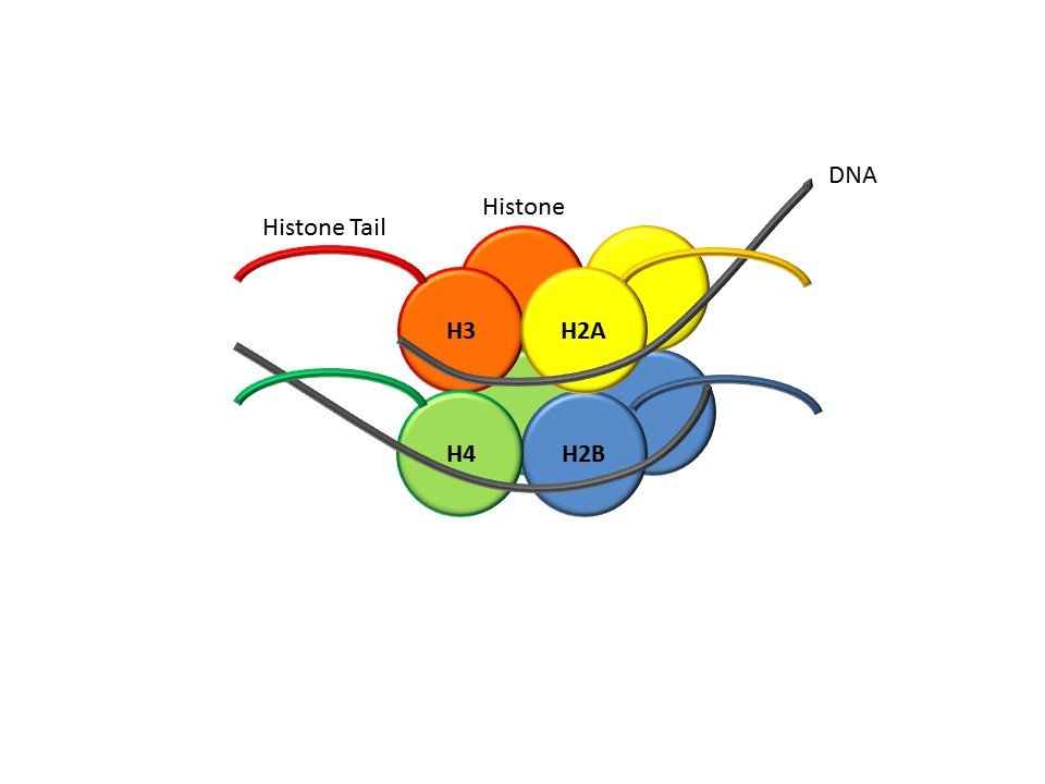 Disease discoveries unlock door to diagnosis and new treatments