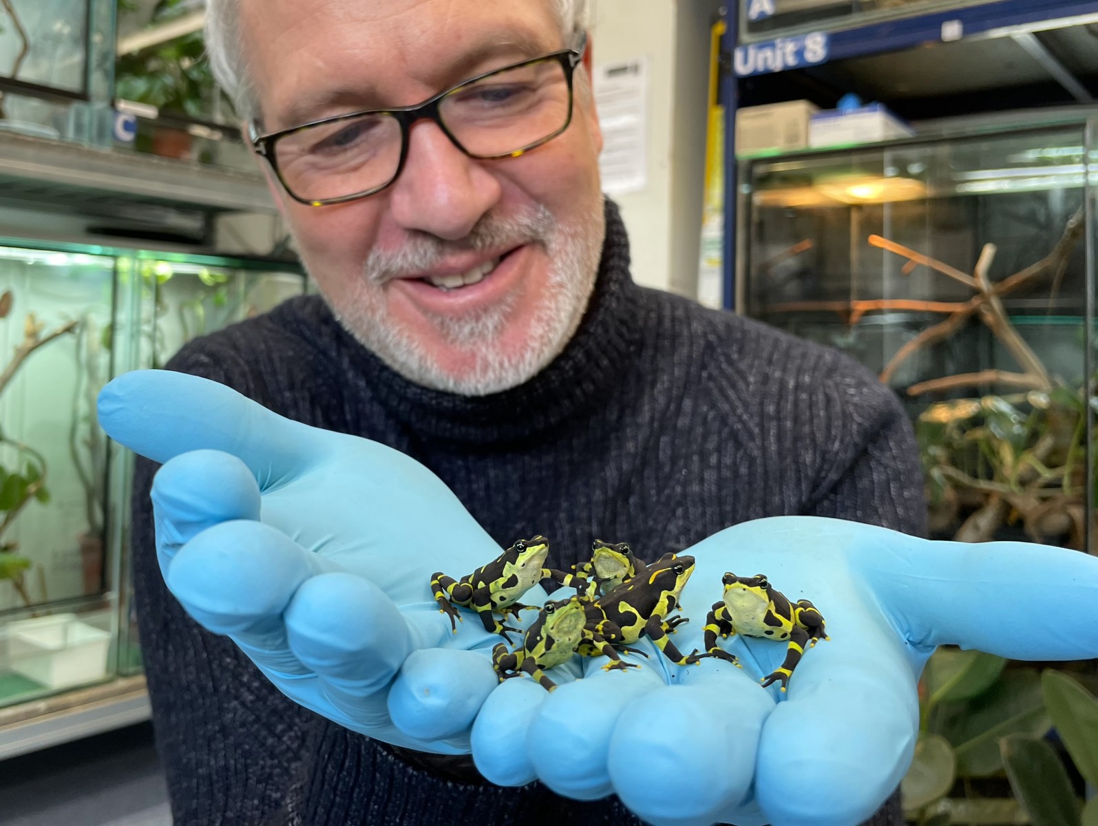 Toad breeding success is world first