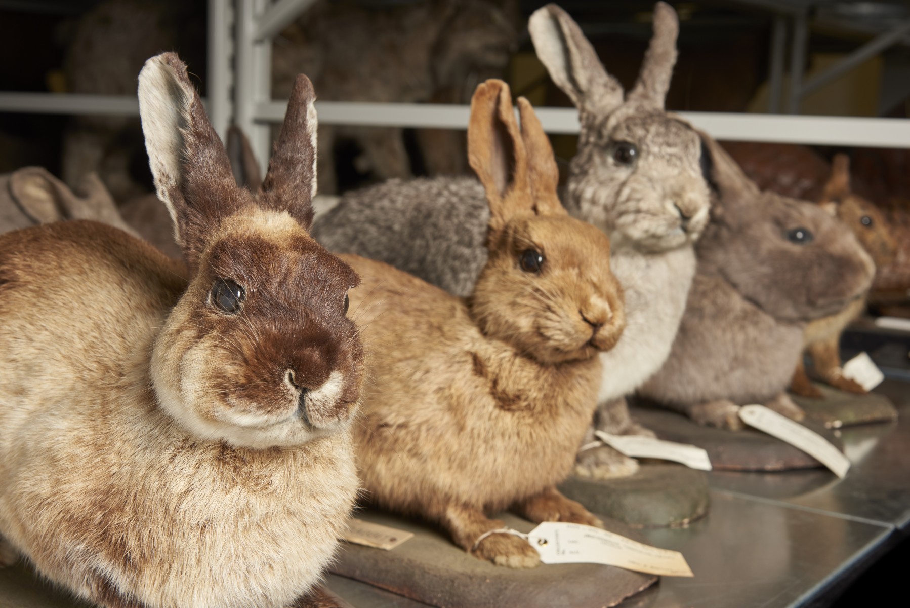 Darwin’s rabbit helps to explain the fightback against myxomatosis ...