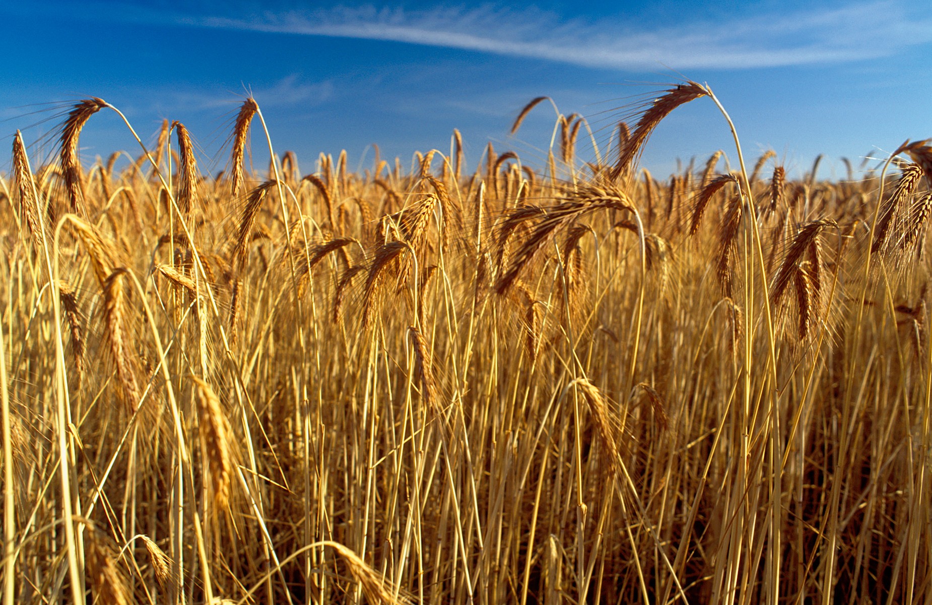 How do pesticides protect crops?