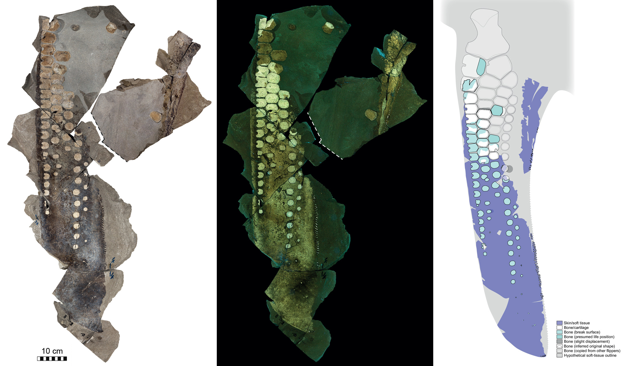 Fossil discovery reveals ancient giant marine reptile relied on stealth ...