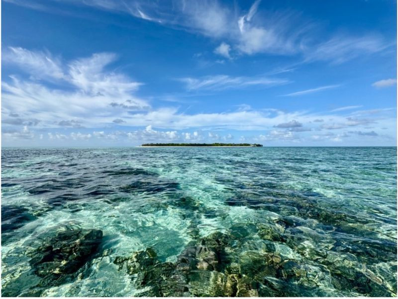 Study of coral surface behaviour offers new tools to understand the ...