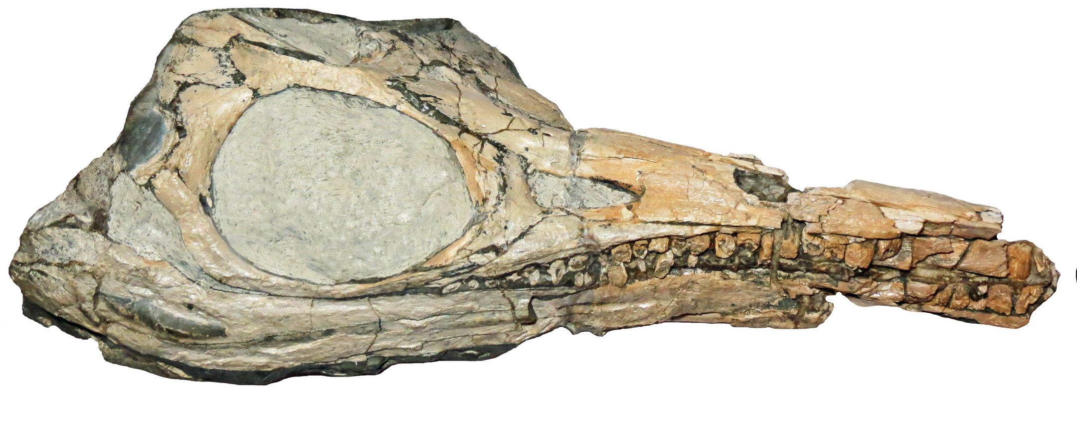 ‘Fake fin’ discovery reveals new ichthyosaur species
