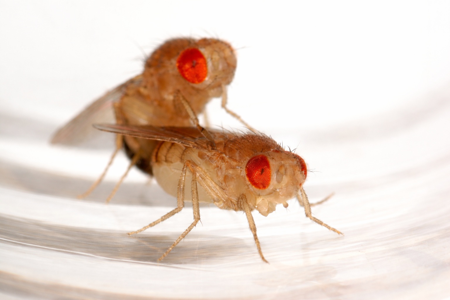 Fruit fly study reveals how mating triggers behavioural changes in females