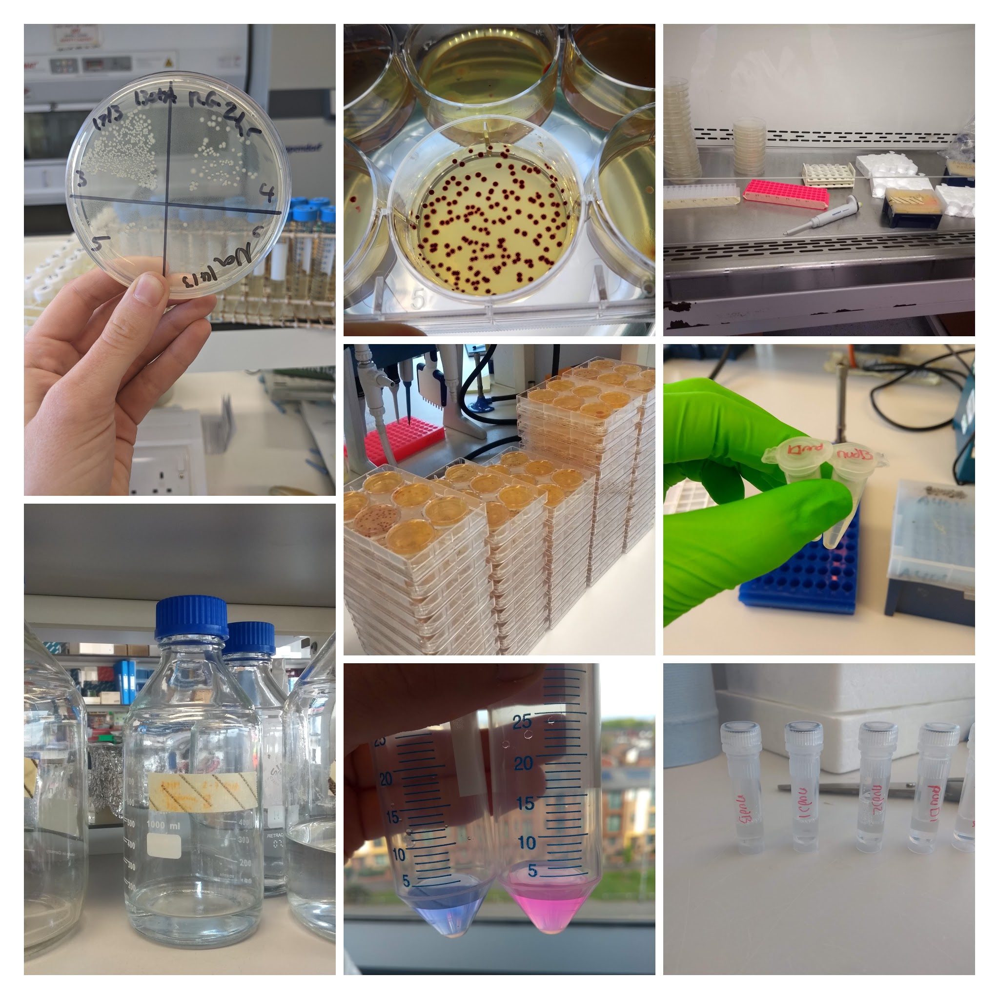 Scientists control bacterial mutations to preserve antibiotic effectiveness