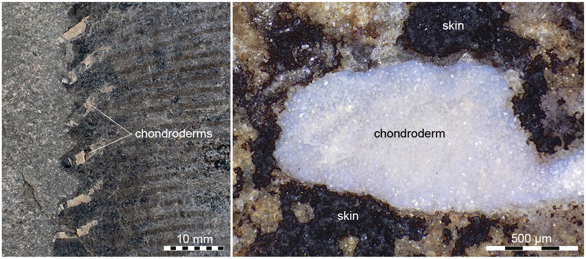 Fossil discovery reveals ancient giant marine reptile relied on stealth ...
