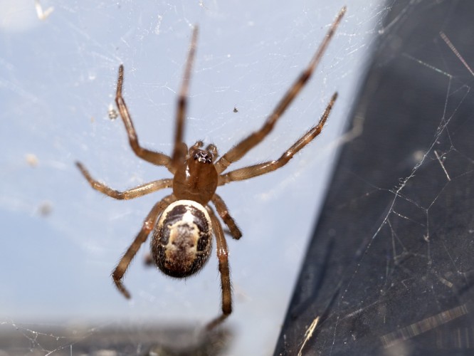 Rapid global expansion of spider species could threaten native wildlife ...