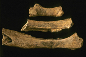 Technology brings new life to the study of diseases in old bones