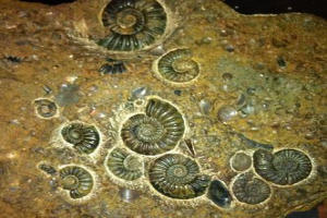 Rock Drop: Geology identification drop-in session