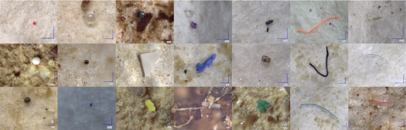 Microplastics found in the reproductive system of sea turtles