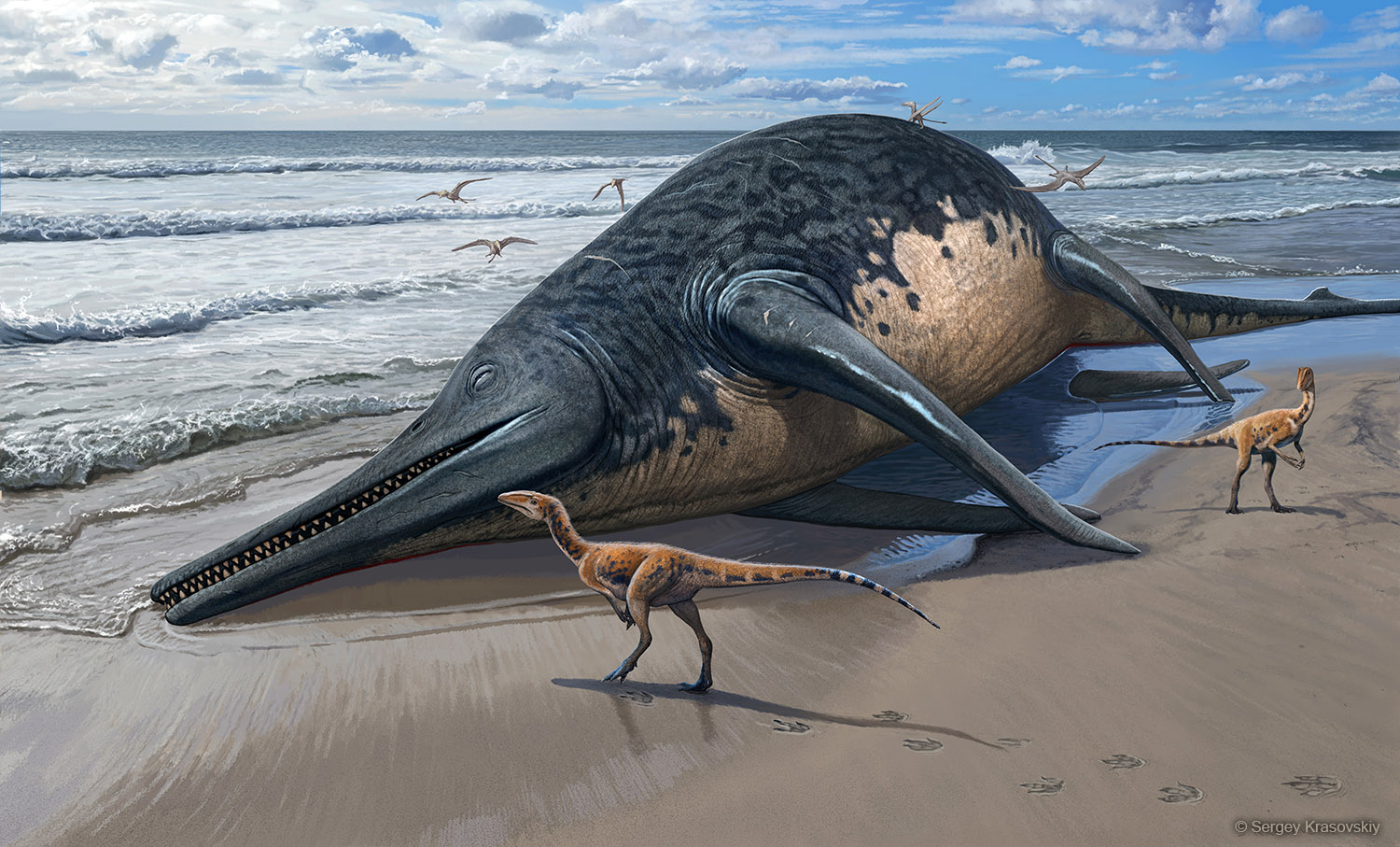 Manchester palaeontologist unearths what may be the largest known ...