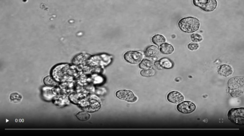 Manchester Scientists Develop Mini-Lungs for Nanomaterial Tests ...