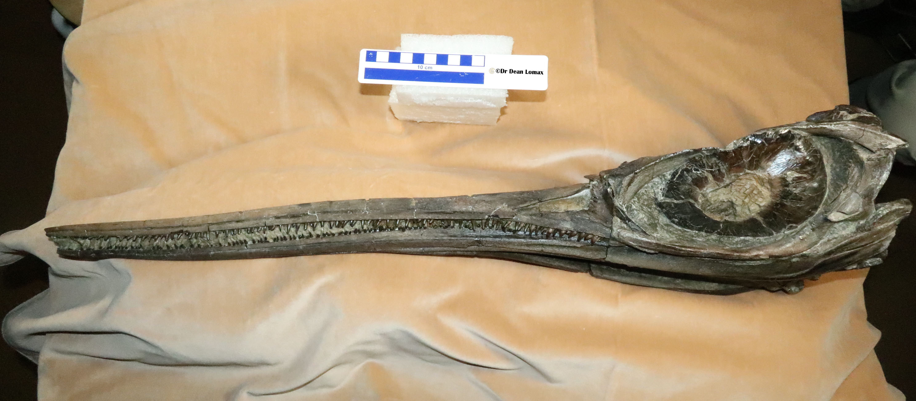 Rare Jurassic 'Sword Dragon' prehistoric reptile discovered in the UK
