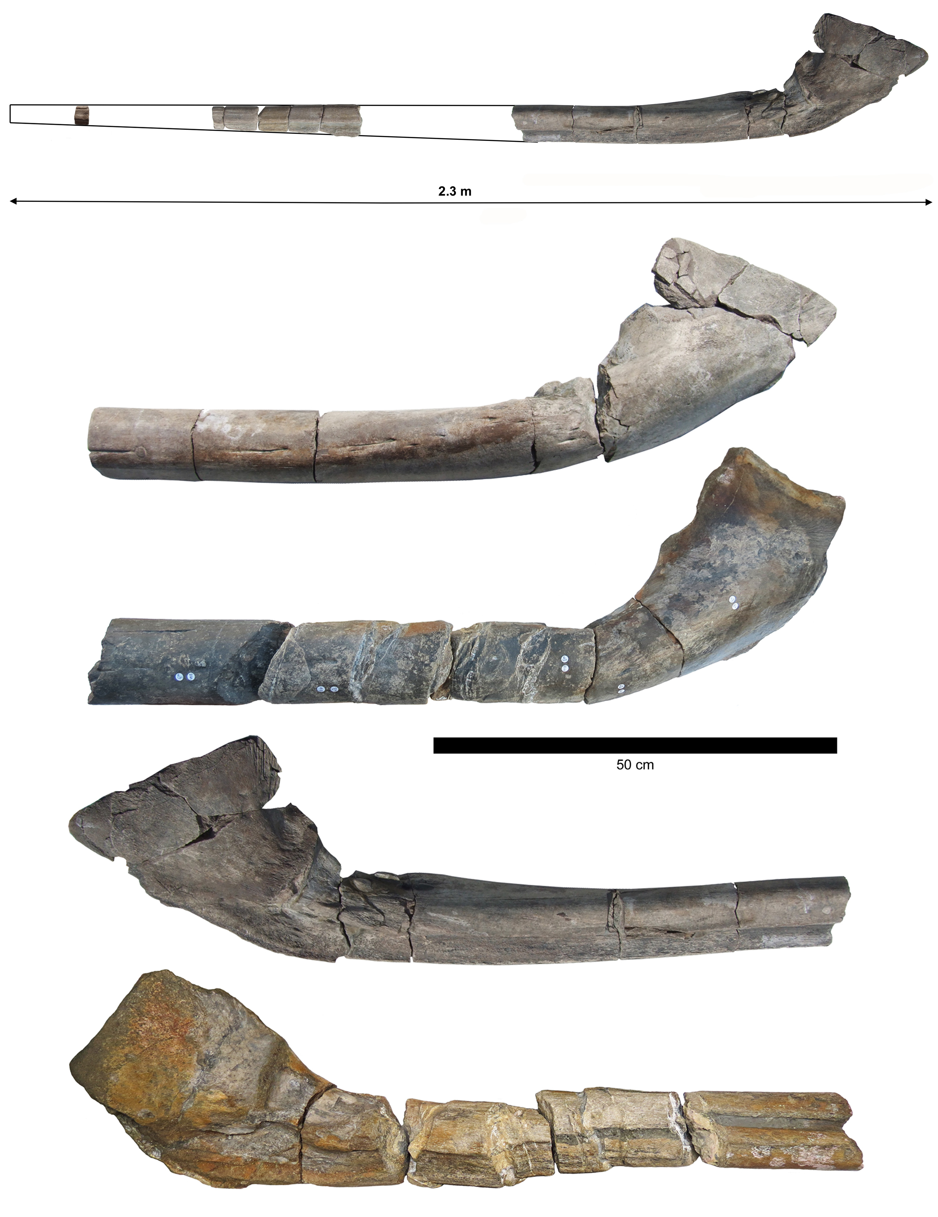 Manchester palaeontologist unearths what may be the largest known ...
