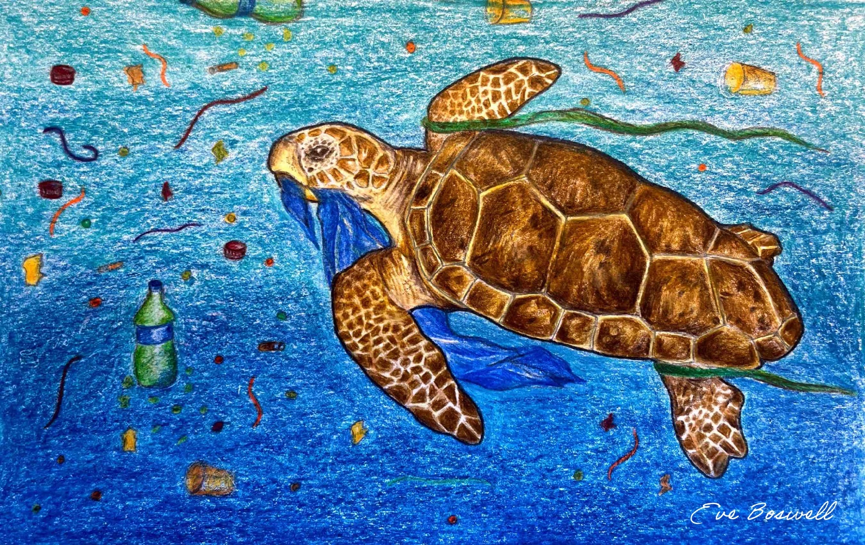 Microplastics found in the reproductive system of sea turtles