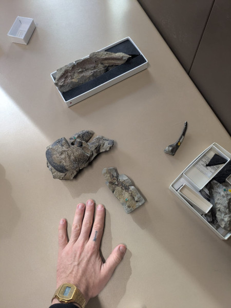 World’s largest scorpion revealed from 415-million-year-old fossils
