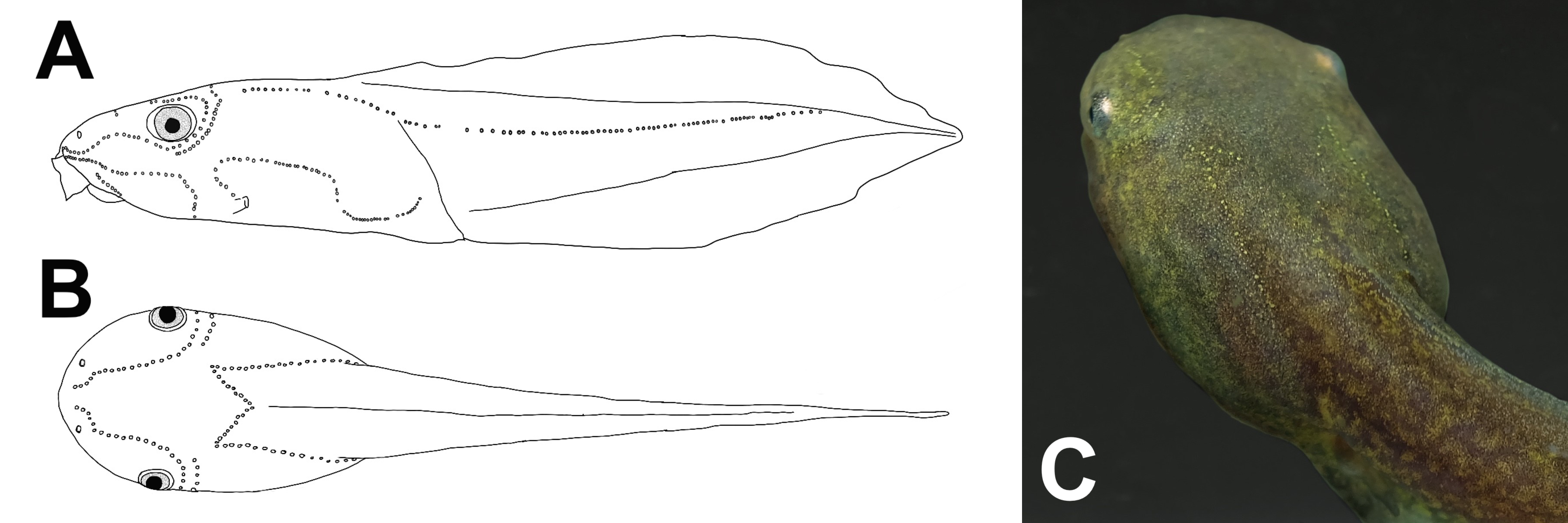Rare tadpole is new to science