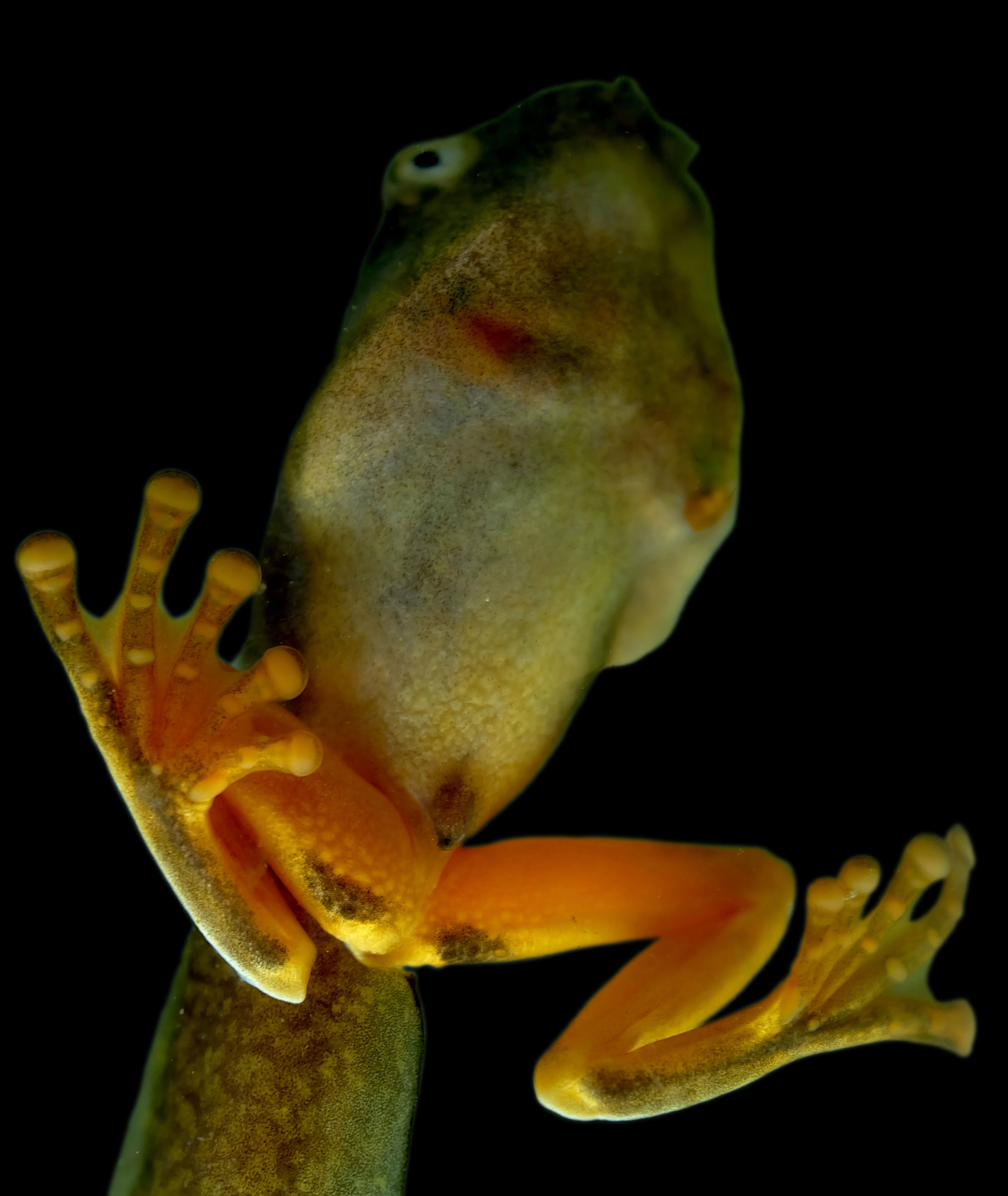 Rare tadpole is new to science