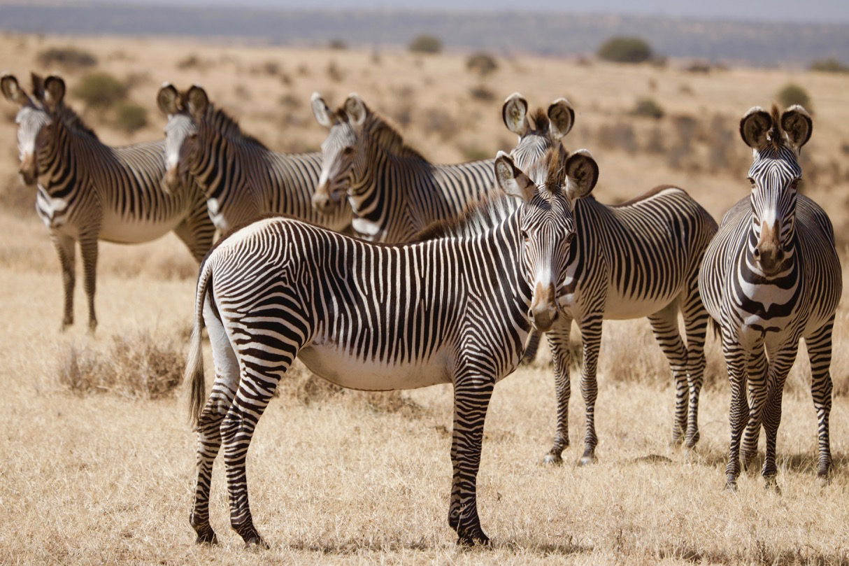 University and Chester Zoo join forces to fight global extinction of ...