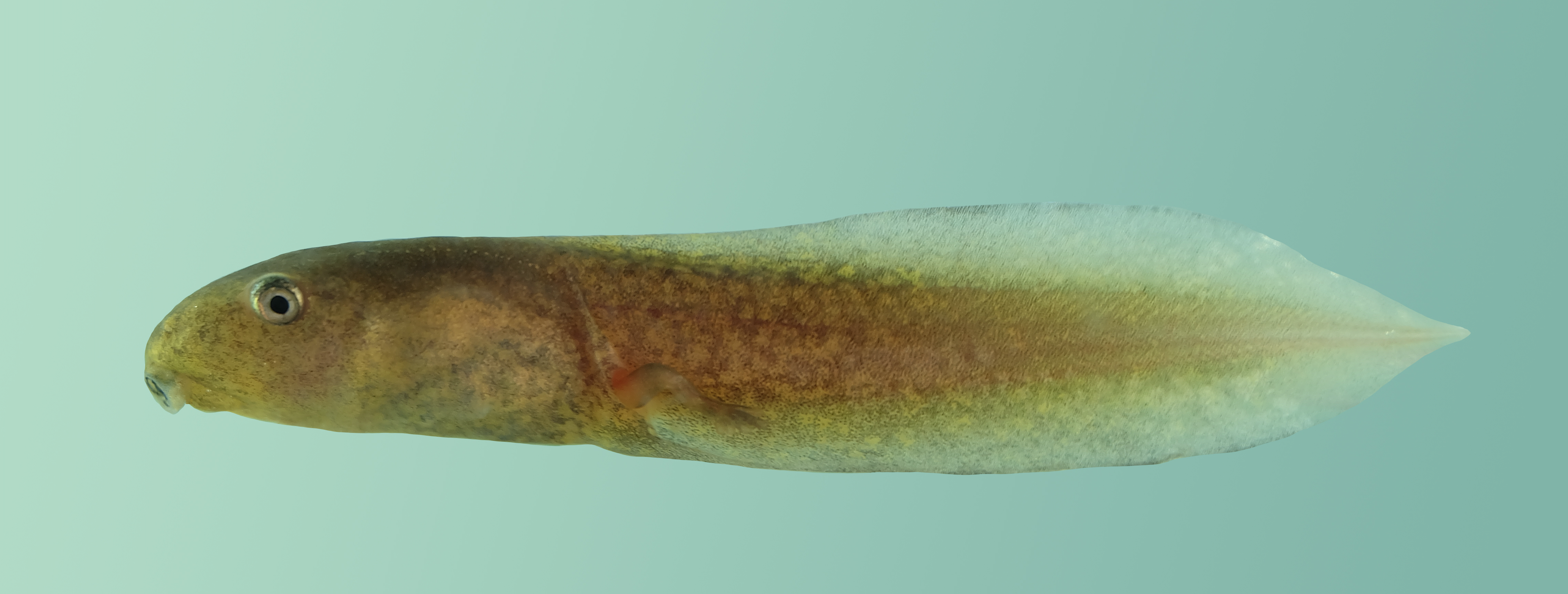 Rare tadpole is new to science